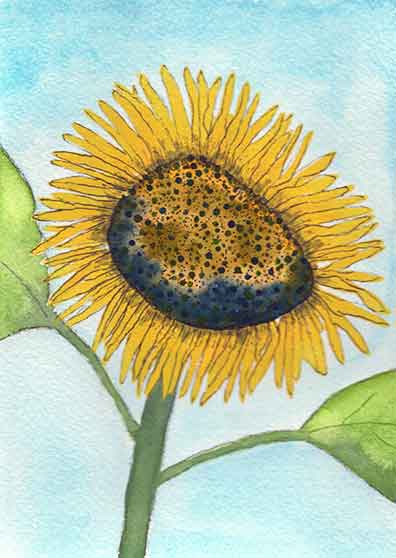 Sunflower Sketch | Sheila's Corner Studio