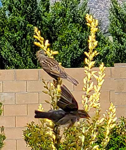 Birds, Check. Cheerful Check, Check. | Sheila's Corner Studio